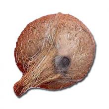 Ekakshi Shrifal – My Swabhavi Store